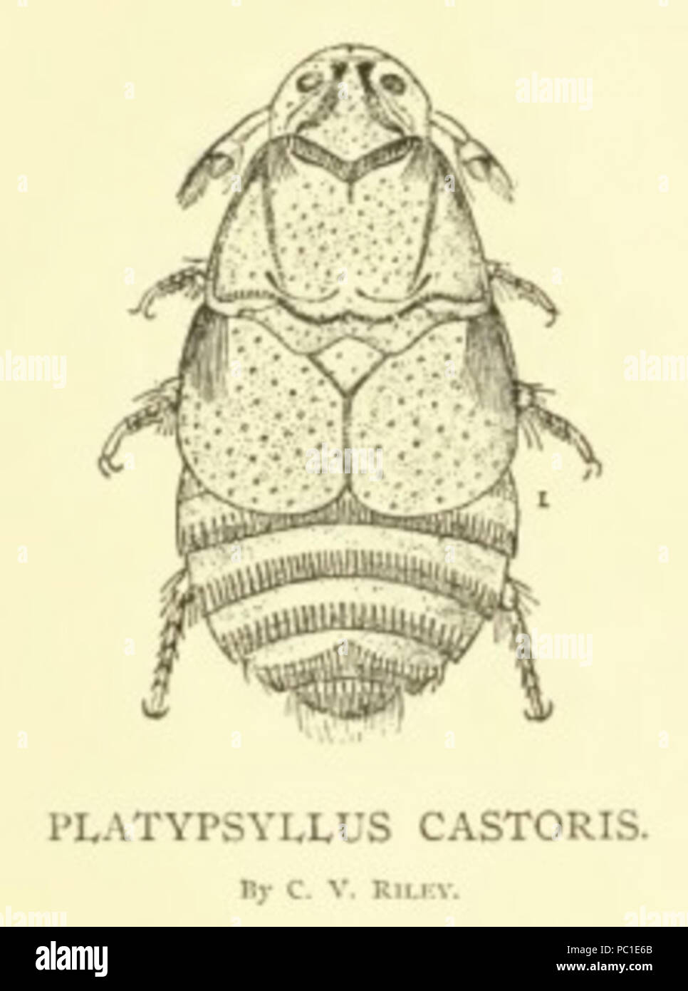 488 Platypsyllus castoris Castrologia 1892 Stock Photo - Alamy