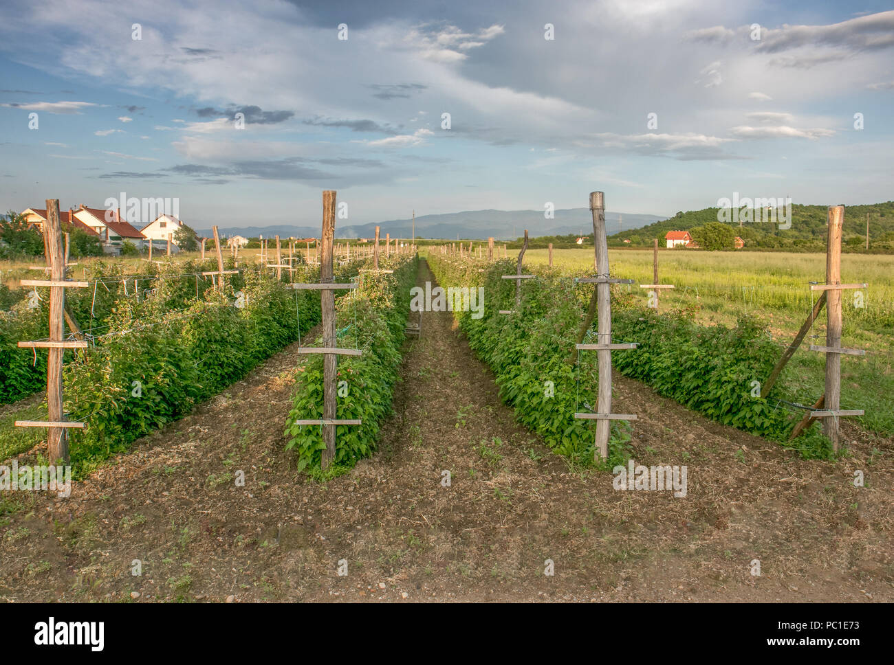 Field Of Raspberry Farm At The Begining Of Summer Raspberry Bushes
