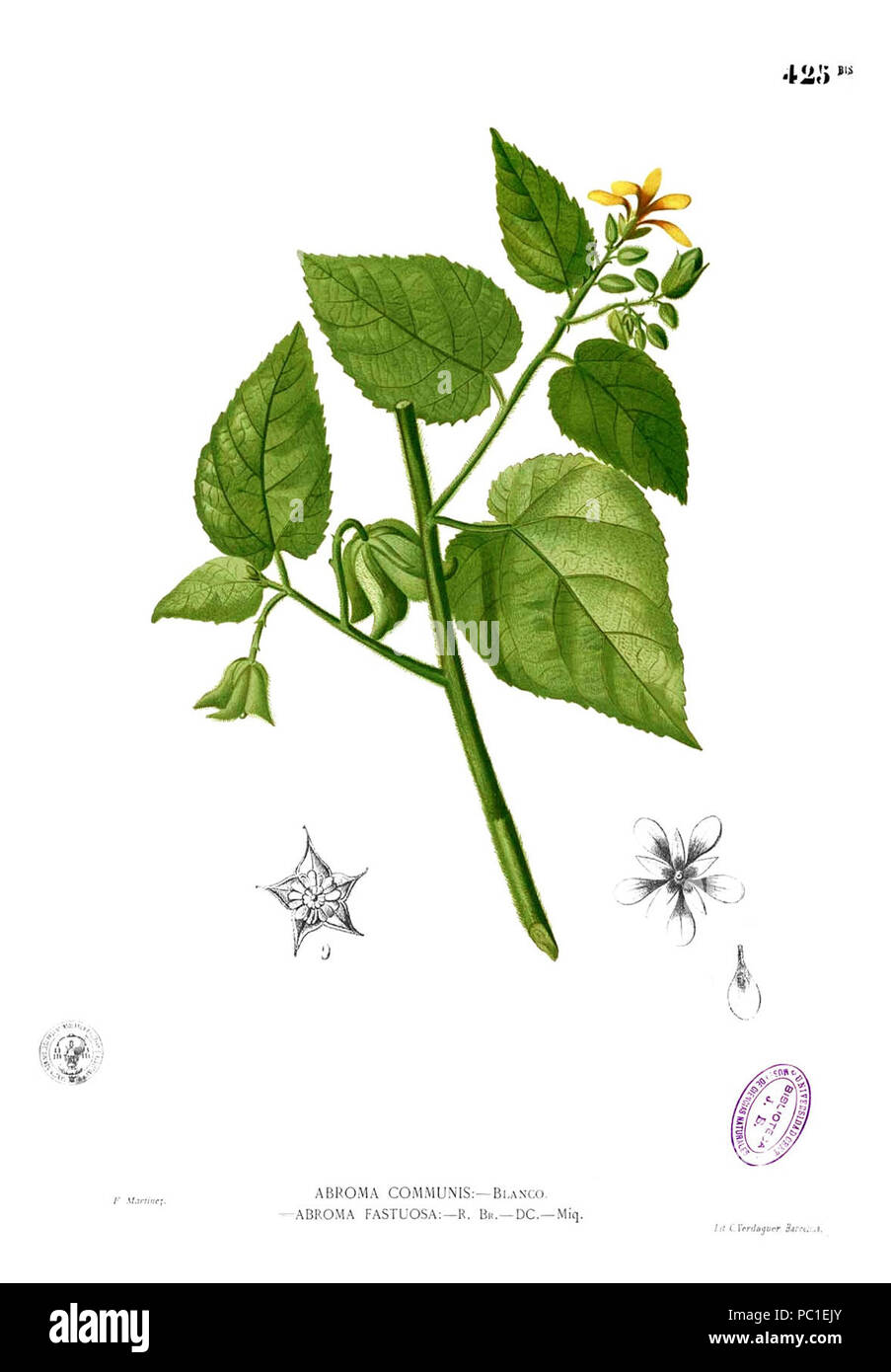 Abroma augustum hi-res stock photography and images - Alamy