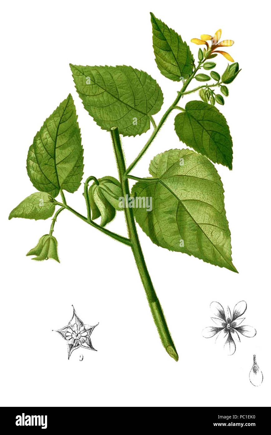 Abroma augustum hi-res stock photography and images - Alamy