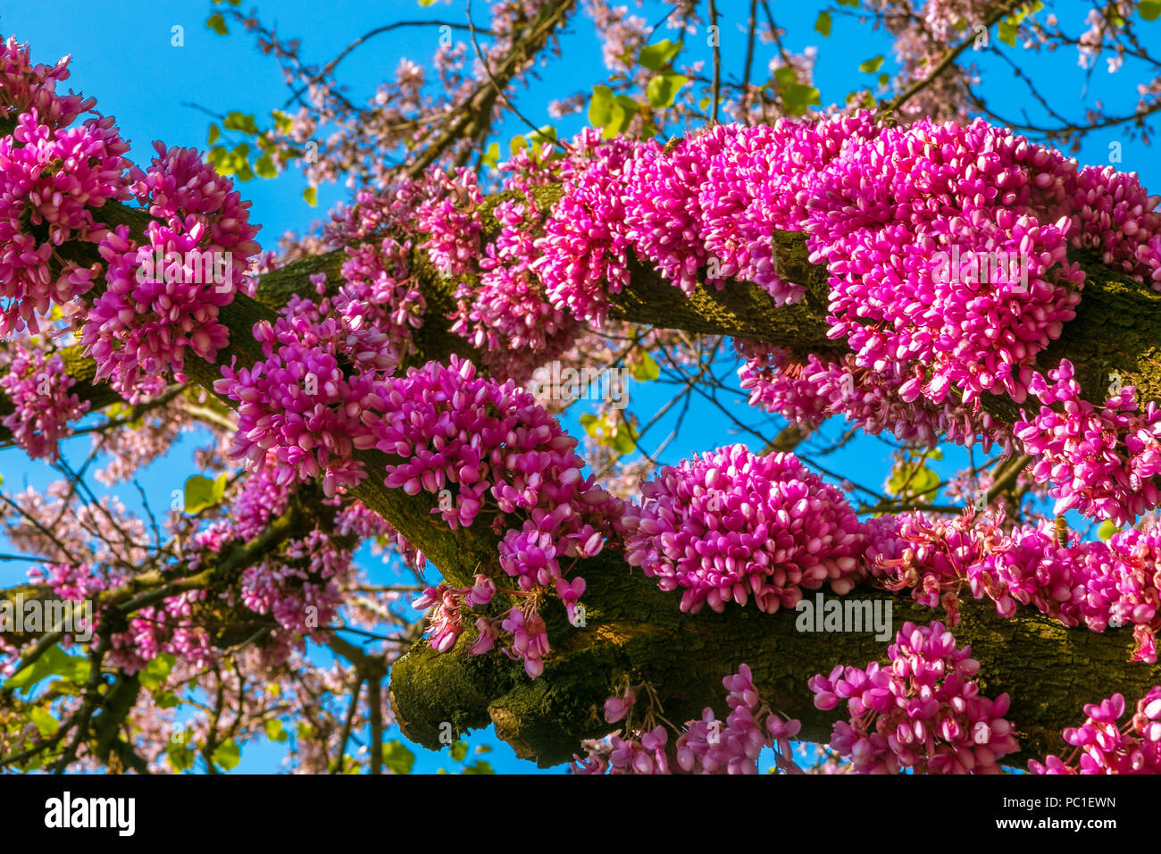 Judas tree with stunning flowers in the park and lovely blue sky Stock ...