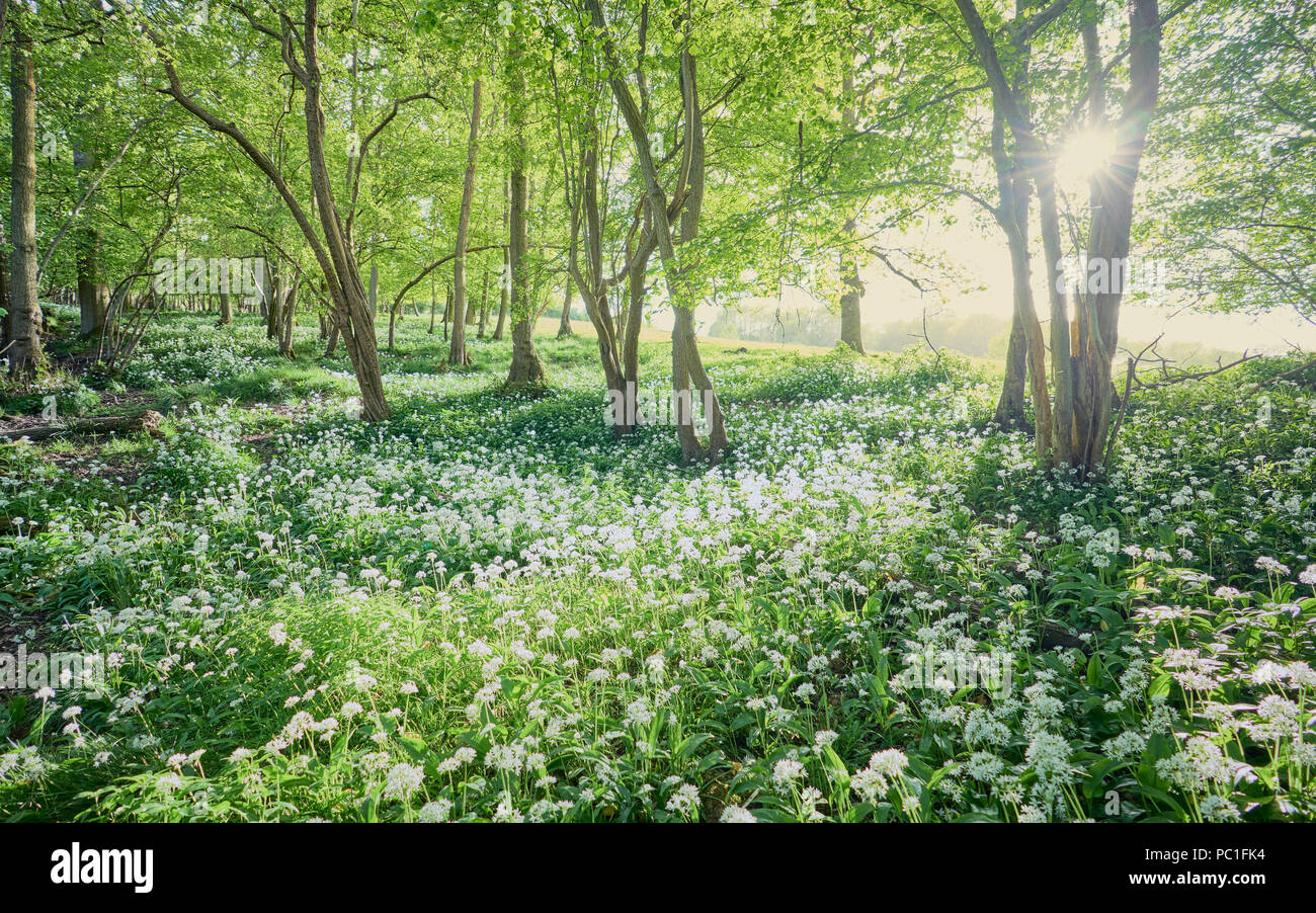 Backlit spring woodland with flowering ramsons in the Sussex ...