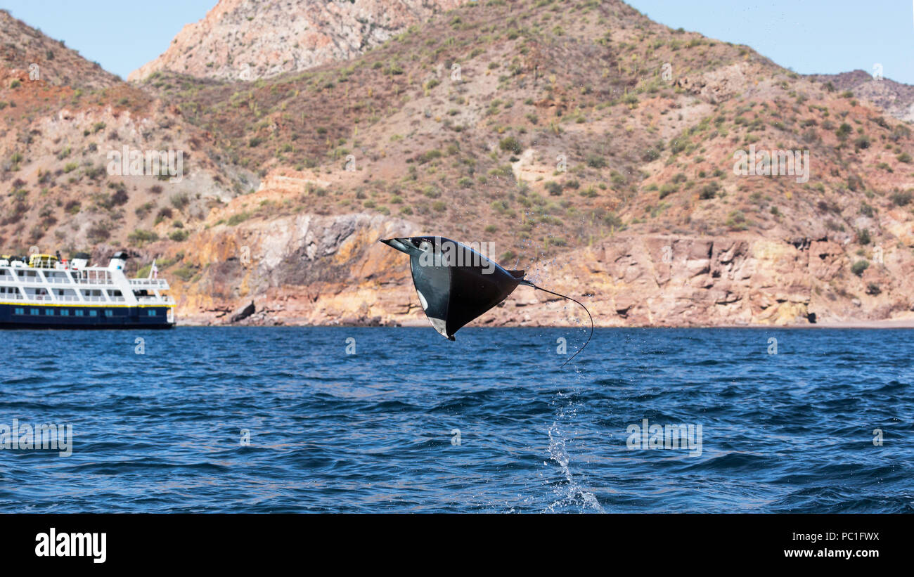 Adult Munk's pygmy devil ray, Mobula munkiana, leaping near Isla ...