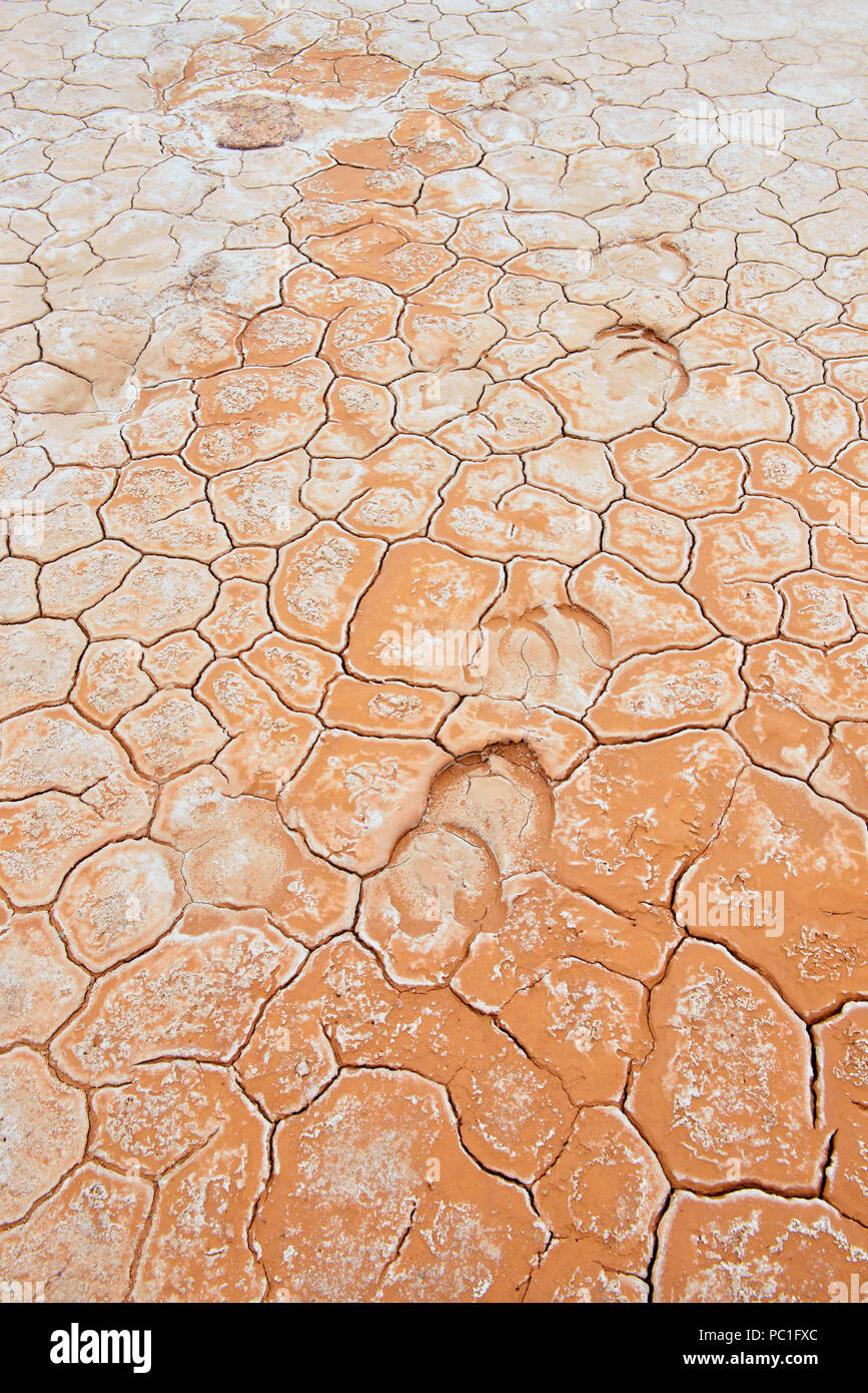 Salt flats at Grosbeak Lake- Patterns in cracked mud with salt deposits ...