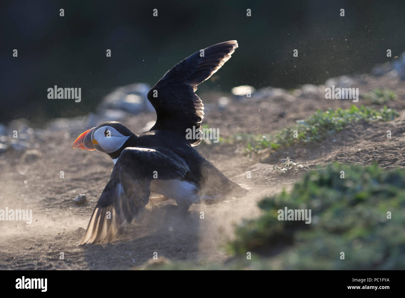 Atlantic Puffin crash landing during the breading season on Skomer ...