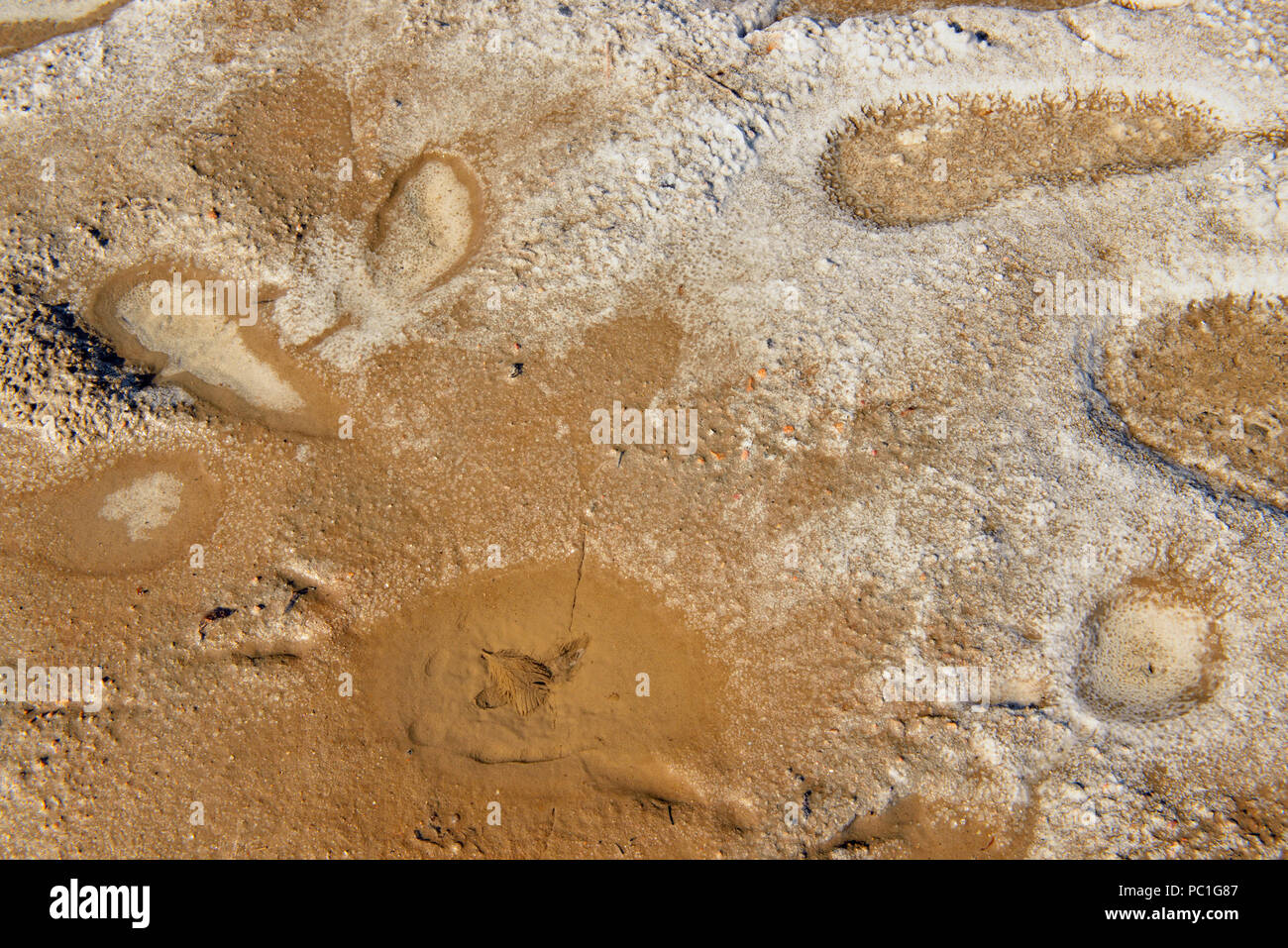 Salt formations in a wet seep at the Salt Plains, Wood Buffalo National ...