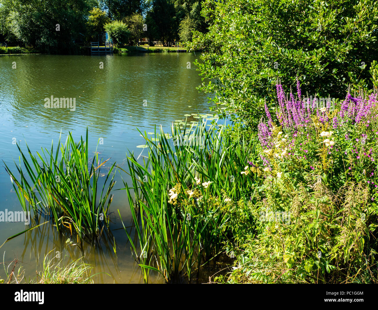 Cholsey Marsh Nature Reserve, Cholsey, River Thames, Oxfordshire ...