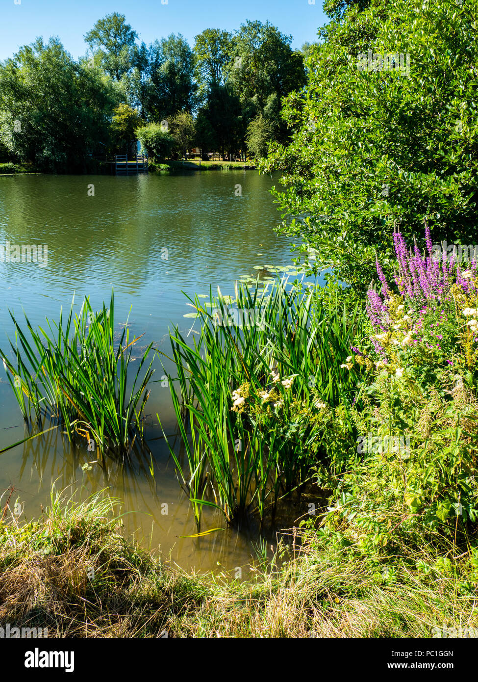 Cholsey Marsh Nature Reserve, Cholsey, River Thames, Oxfordshire ...