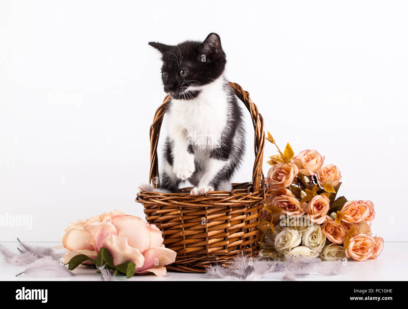 Pink Roses Cat Stock Photos & Pink Roses Cat Stock Images - Alamy