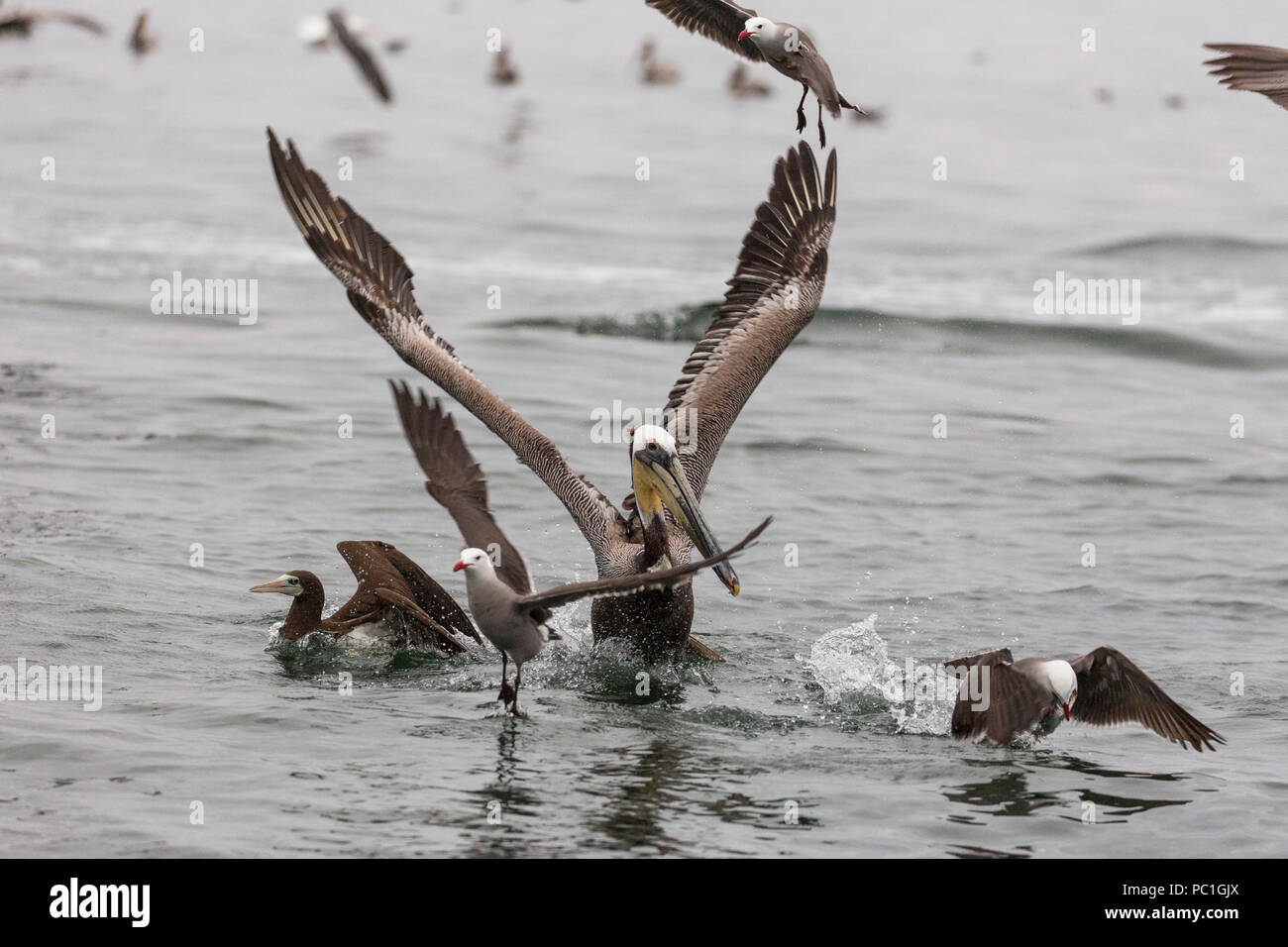 Adult brown pelican, Pelecanus occidentalis, losing a sardine, Isla San ...