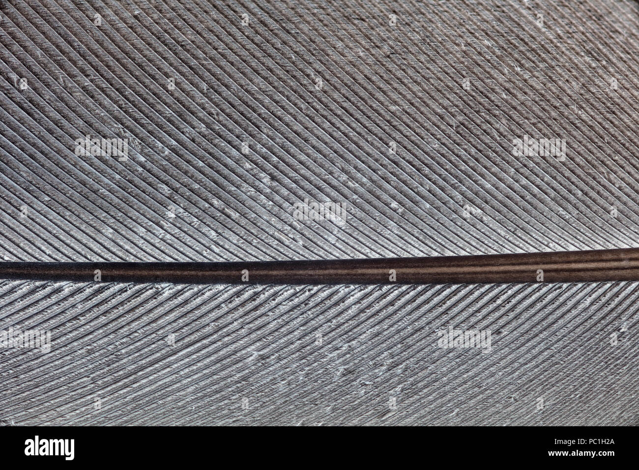 Bird wing display hi-res stock photography and images - Alamy