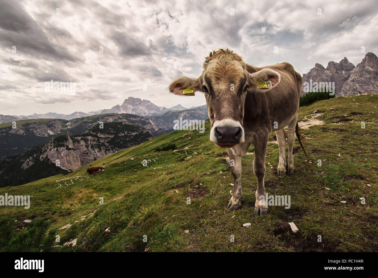 Alpine cow in a medow in Italy Stock Photo - Alamy
