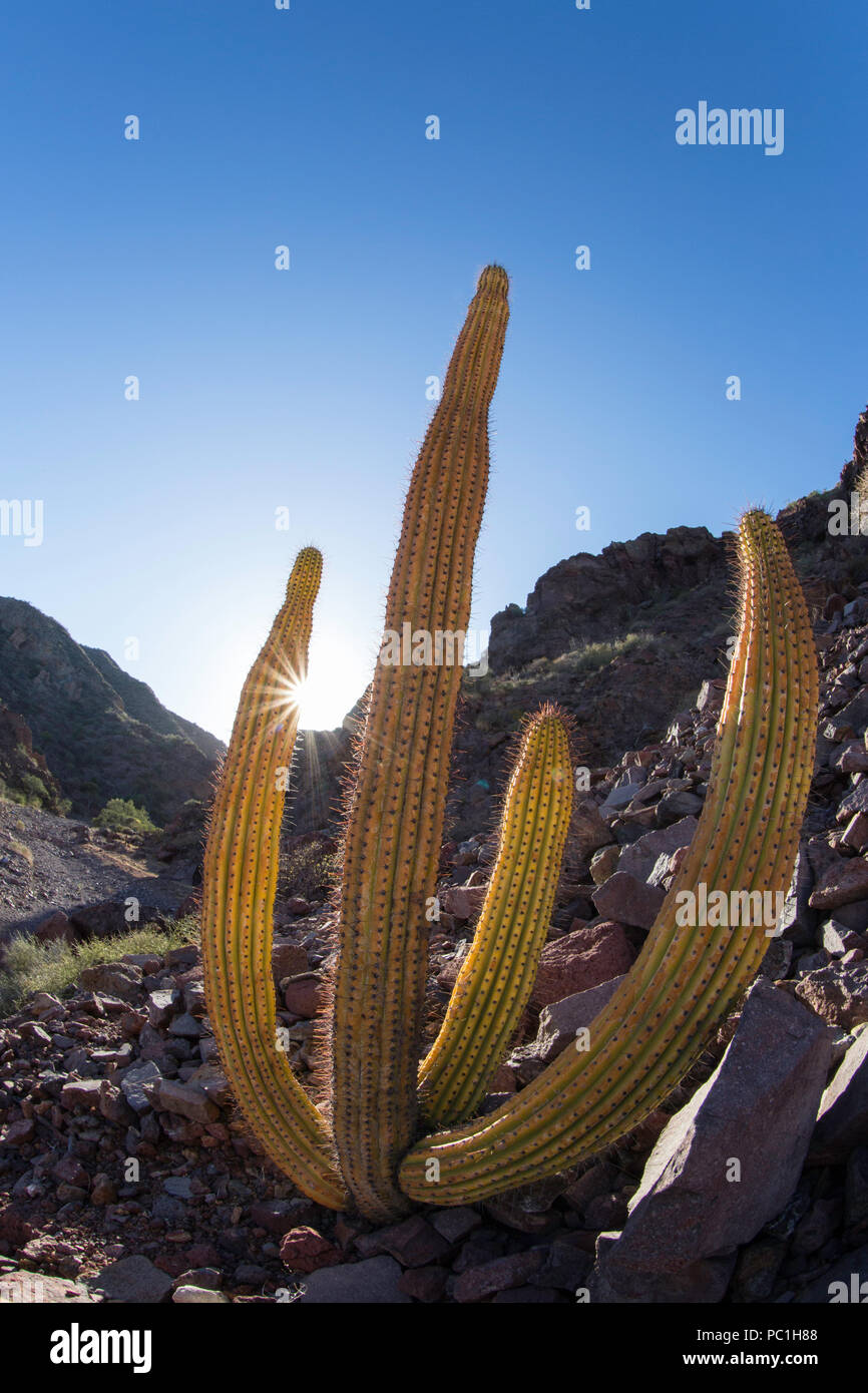 Mexican giant cardon, Pachycereus pringlei, Gull Rock, Baja Peninsula ...