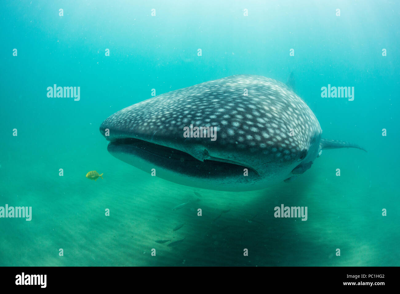 Baja california peninsula whale shark hi-res stock photography and ...