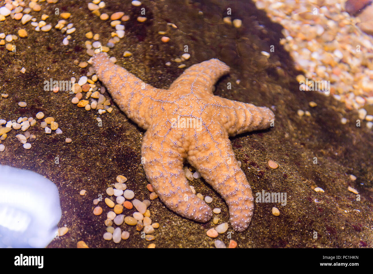 Star fish on under the water in the aquarium Stock Photo - Alamy