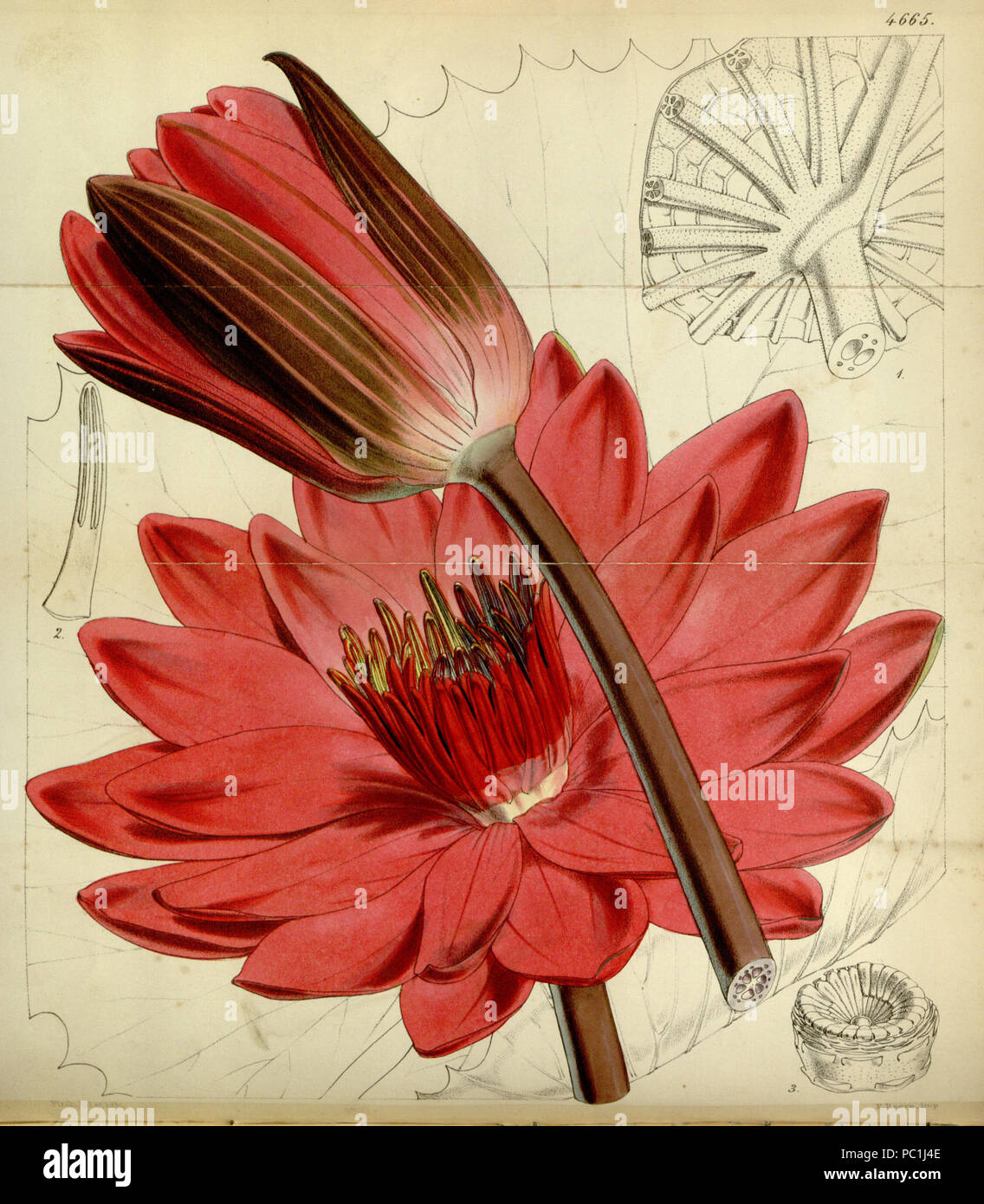 Nymphaea devoniensis hi-res stock photography and images - Alamy