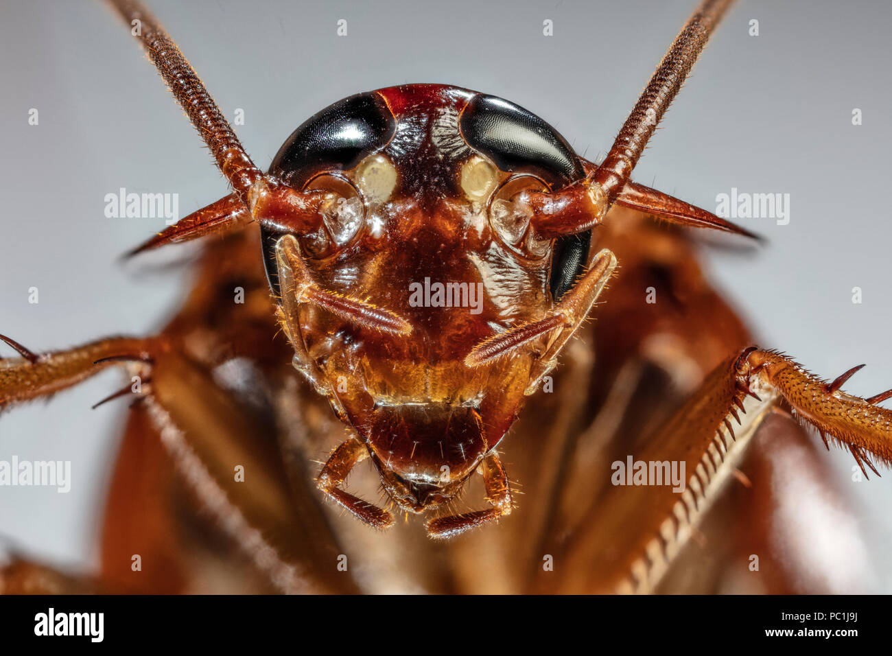 Cockroach Up Close Roach Cockroach Insect