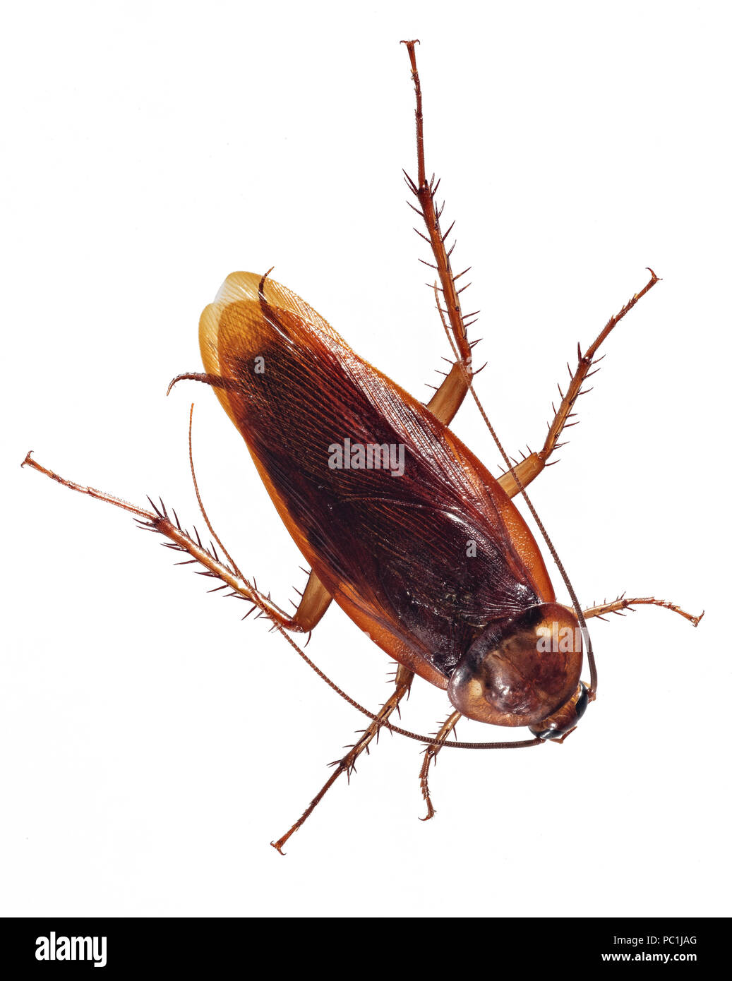 Cockroach Silo American Cockroach - Periplaneta americana Stock Photo ...