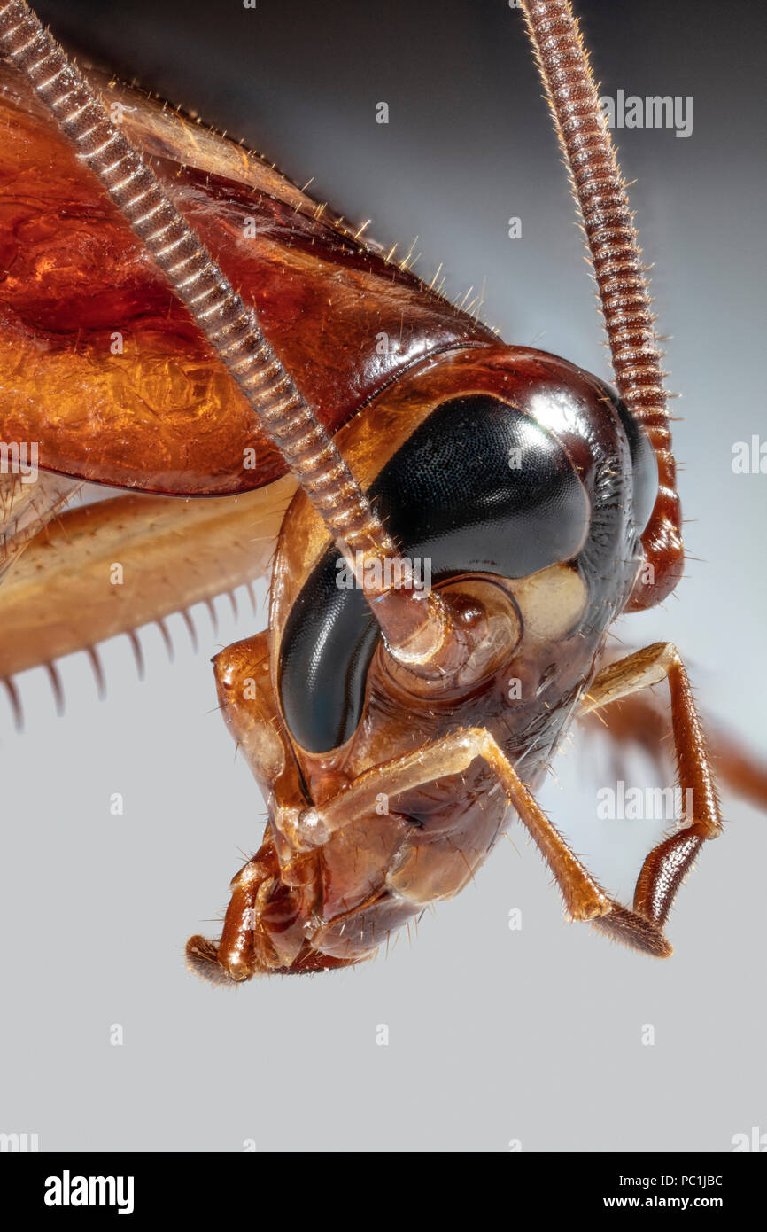 ECU Cockroach Head Detail American Cockroach - Periplaneta americana ...