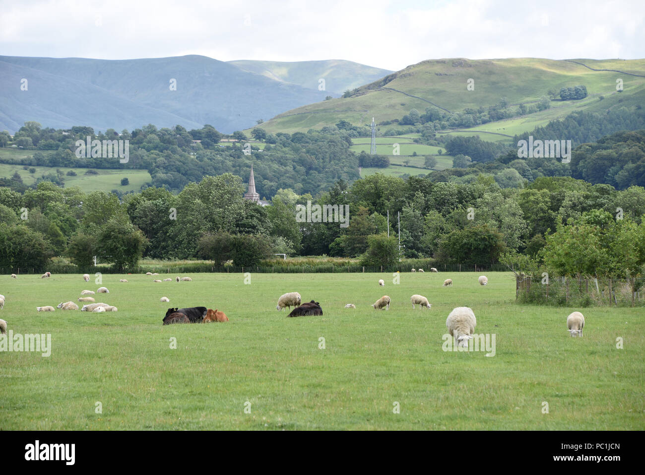 Sheep and cows outside Keswick, England June 2018 Stock Photo - Alamy