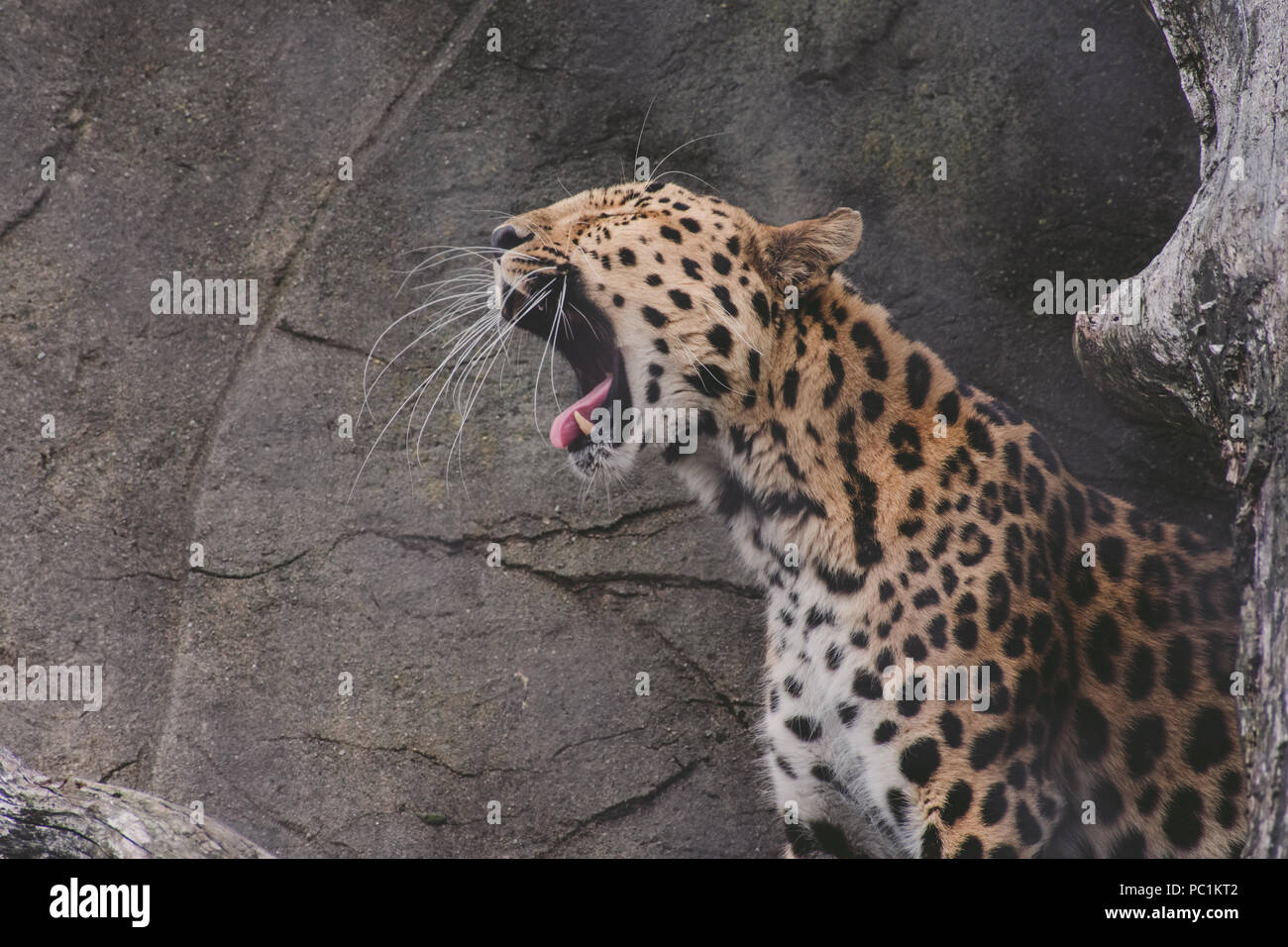Big cats teeth hi-res stock photography and images - Alamy