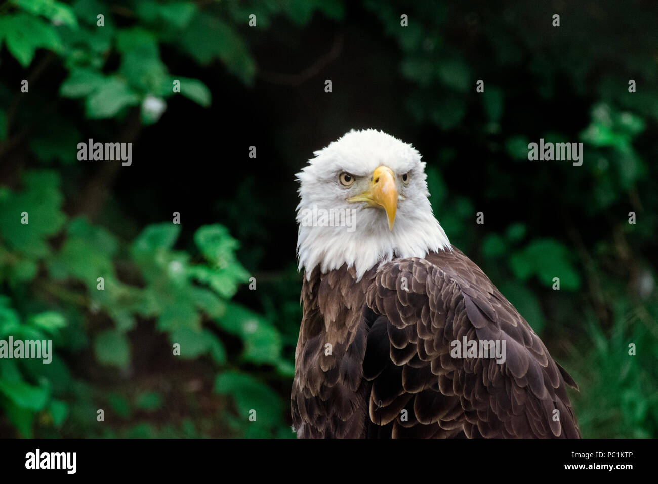 Eagle with mouse hi-res stock photography and images - Alamy