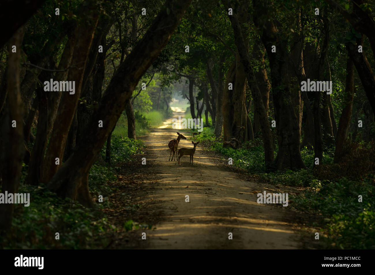 beautiful forest pathways in woods and grass lands in Indian national ...