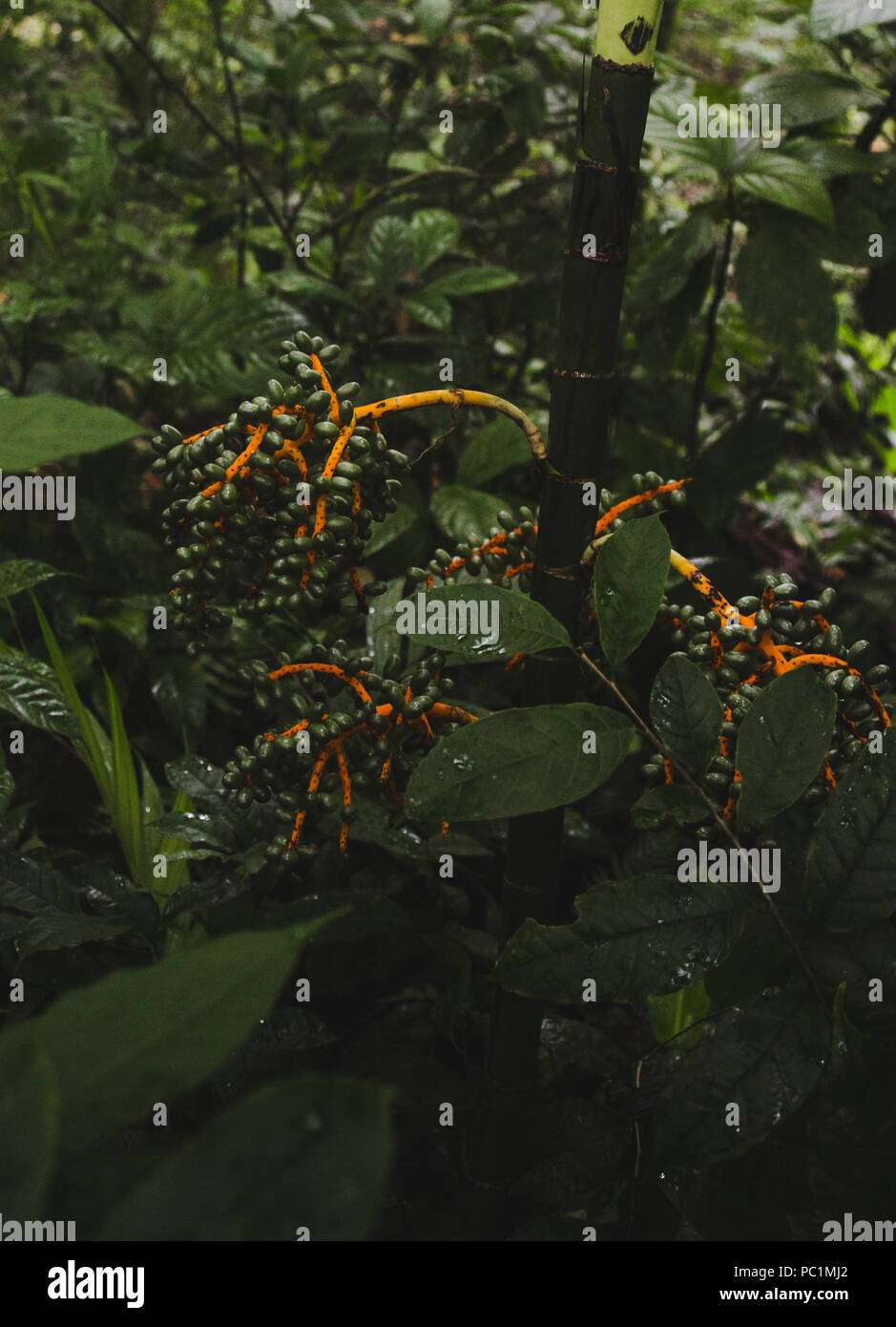 Costa Rica bamboo berries in a rainforest near Arenal Stock Photo - Alamy