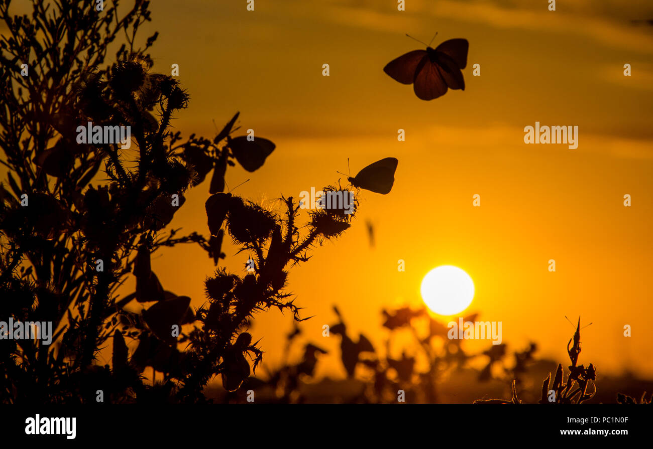 Butterflies flying at sunset Stock Photo - Alamy