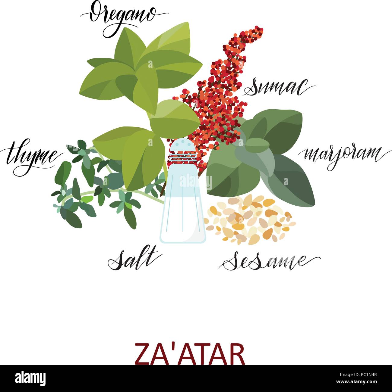 Za atar Herbs set. Hand written names. Aromatic cooking herbs Stock ...