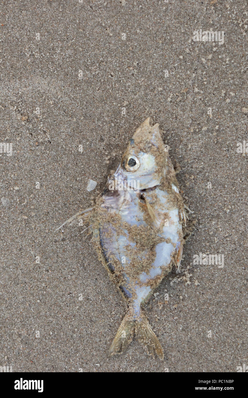 The dead fish is recently die on the sea beach Stock Photo - Alamy