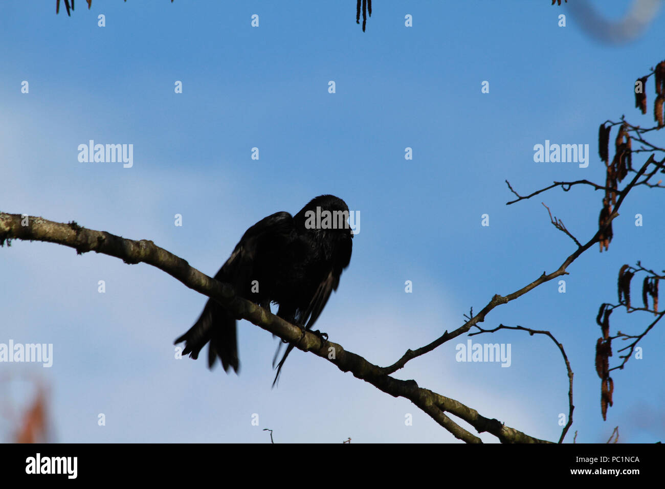 Preening crow hi-res stock photography and images - Alamy