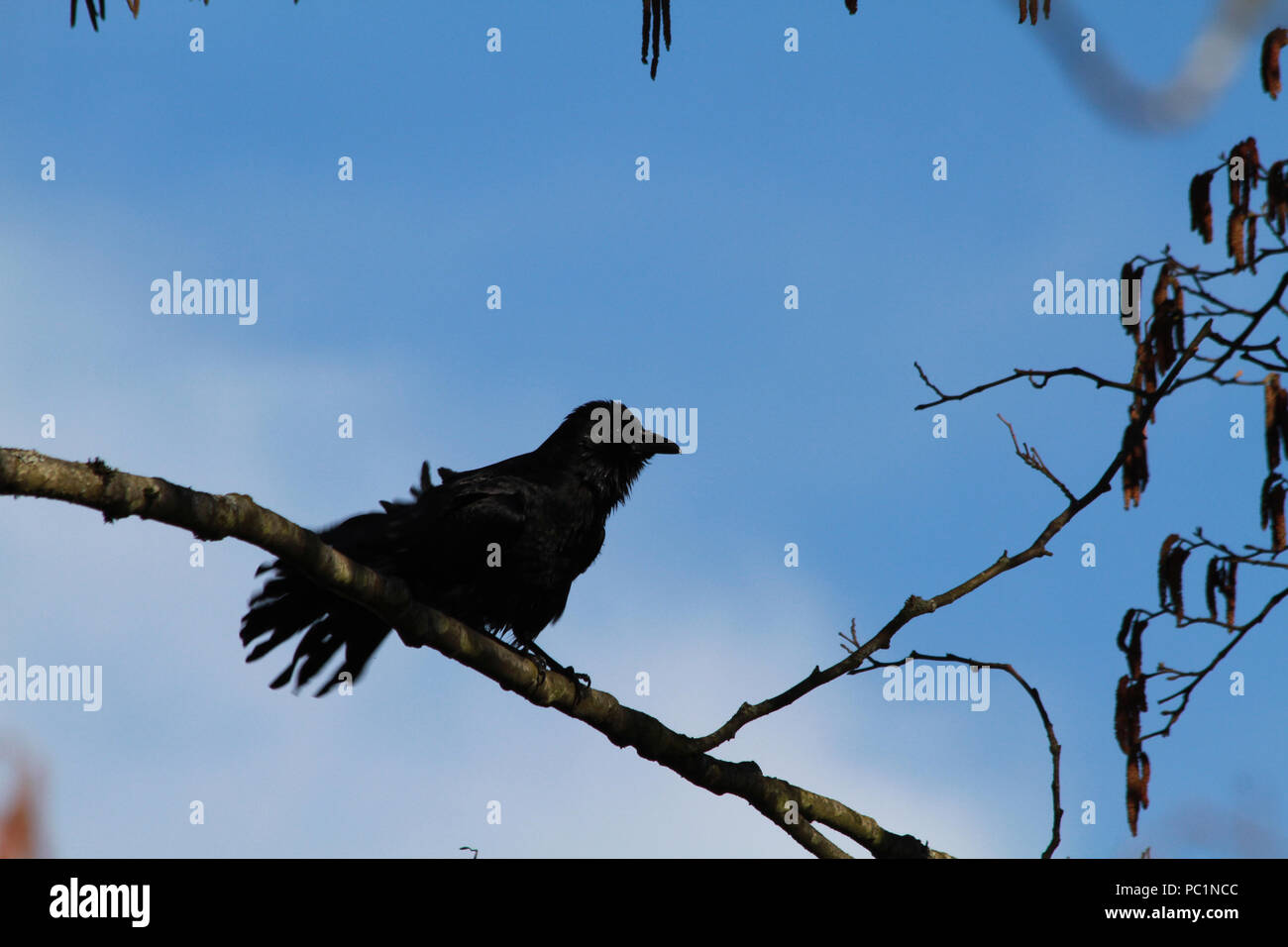 Preening crow hi-res stock photography and images - Alamy
