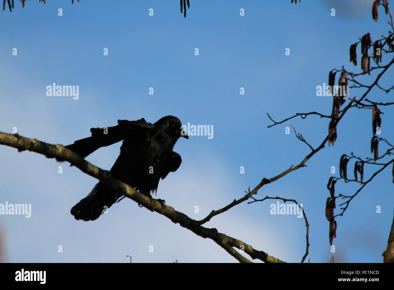Preening crow hi-res stock photography and images - Alamy