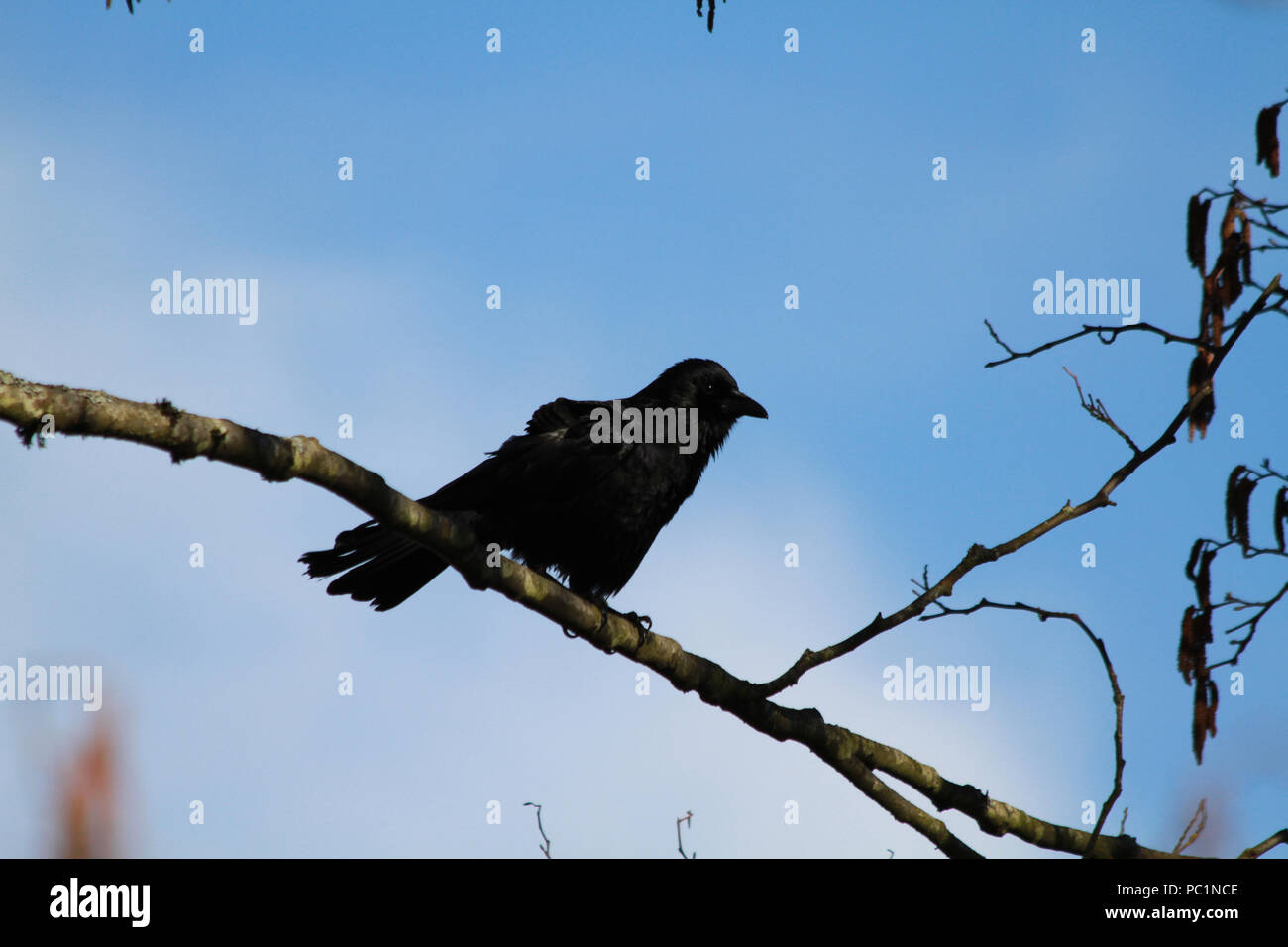 Preening crow hi-res stock photography and images - Alamy