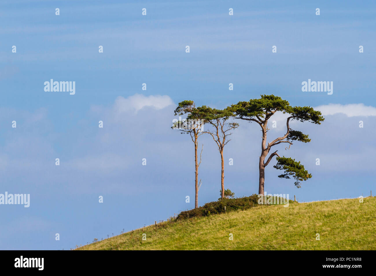 Three trees atop a hill near Symondsbury, Dorset Stock Photo - Alamy
