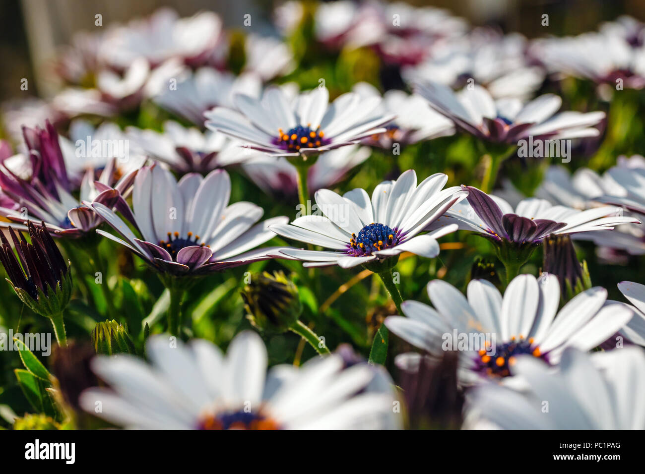 A clump of hardy African daisy, Osteospermum plants Stock Photo - Alamy