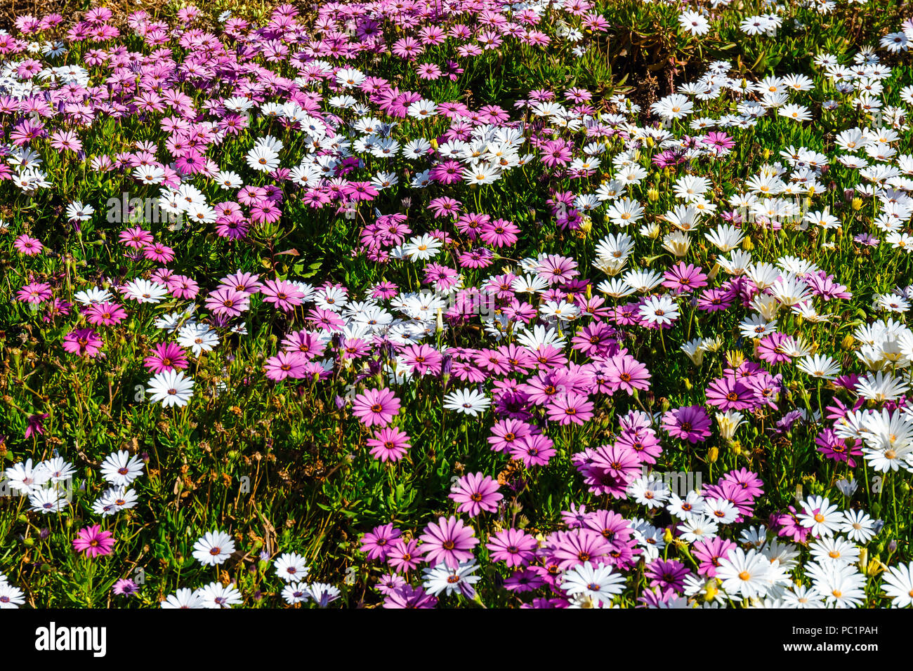 field of beautiful African daisy, natural background Stock Photo - Alamy