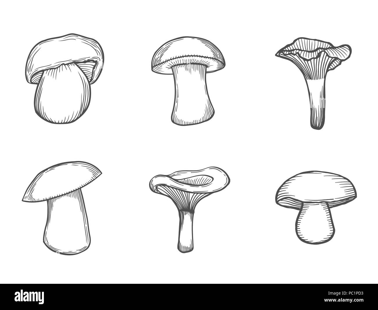 white fungus, engraving Hand drawn illustration Stock Photo - Alamy