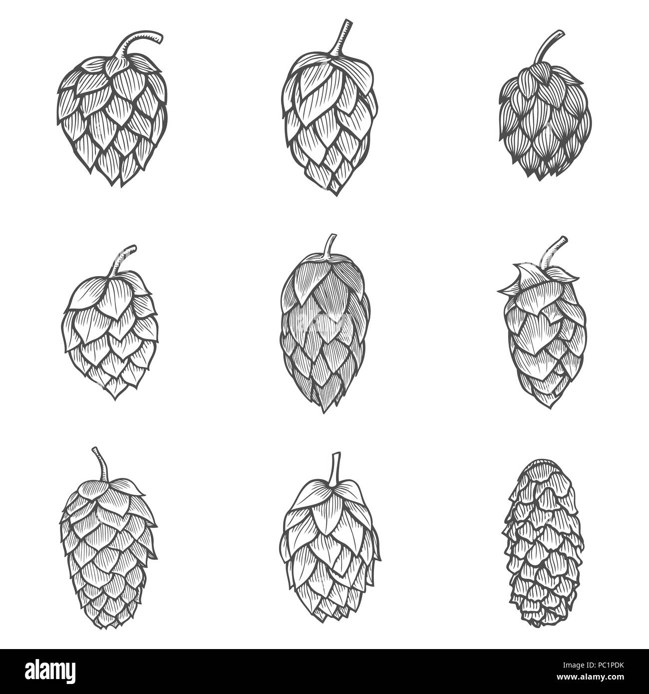 Hop Plant Clipart For Kids