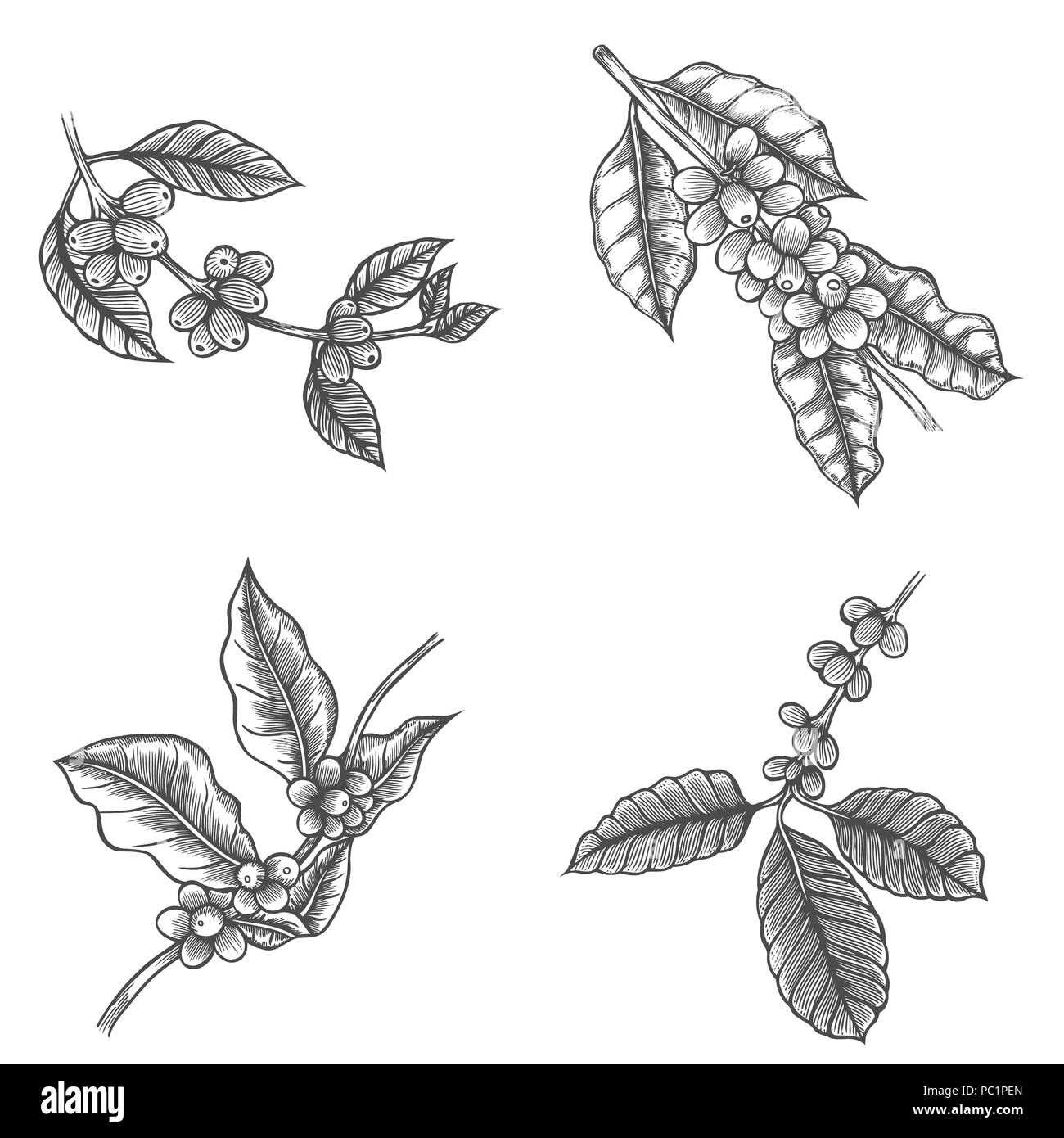 Coffee Tree Illustration High Resolution Stock Photography and Images ...