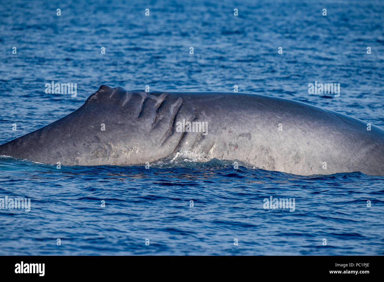 Fin whale damaged in boat collision propeller sign on body Stock Photo ...