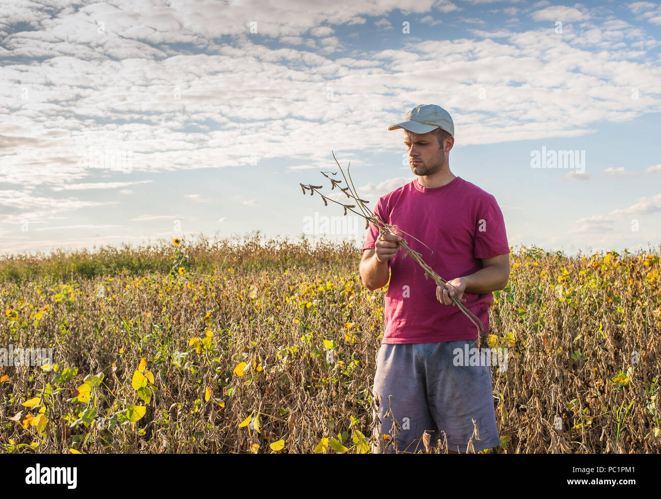 Farmer walking in cultivated soybean hi-res stock photography and ...