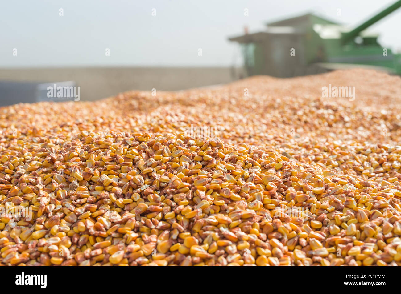Grain corn closeup on field Stock Photo - Alamy
