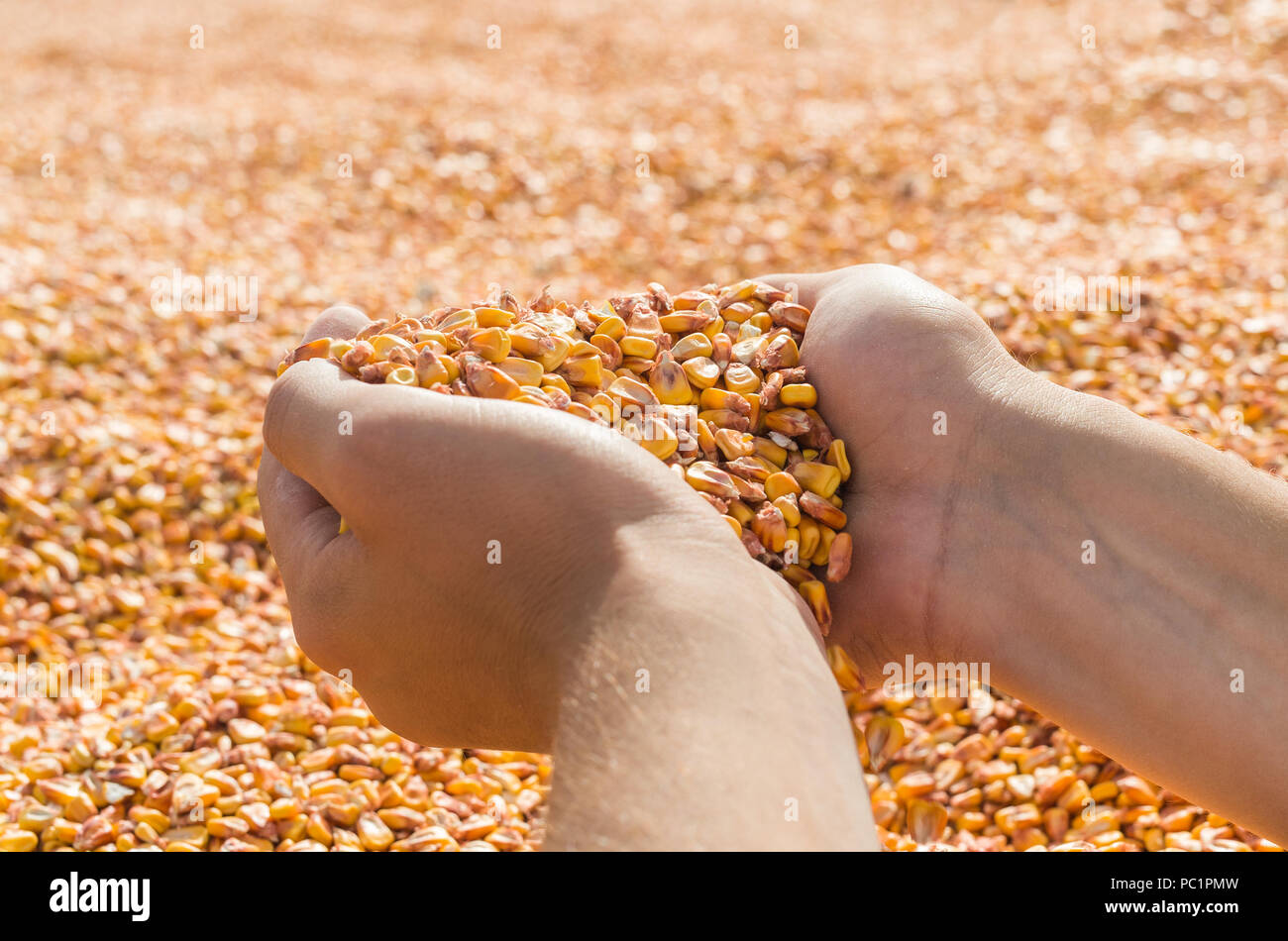 Man hands with grain corn Stock Photo - Alamy