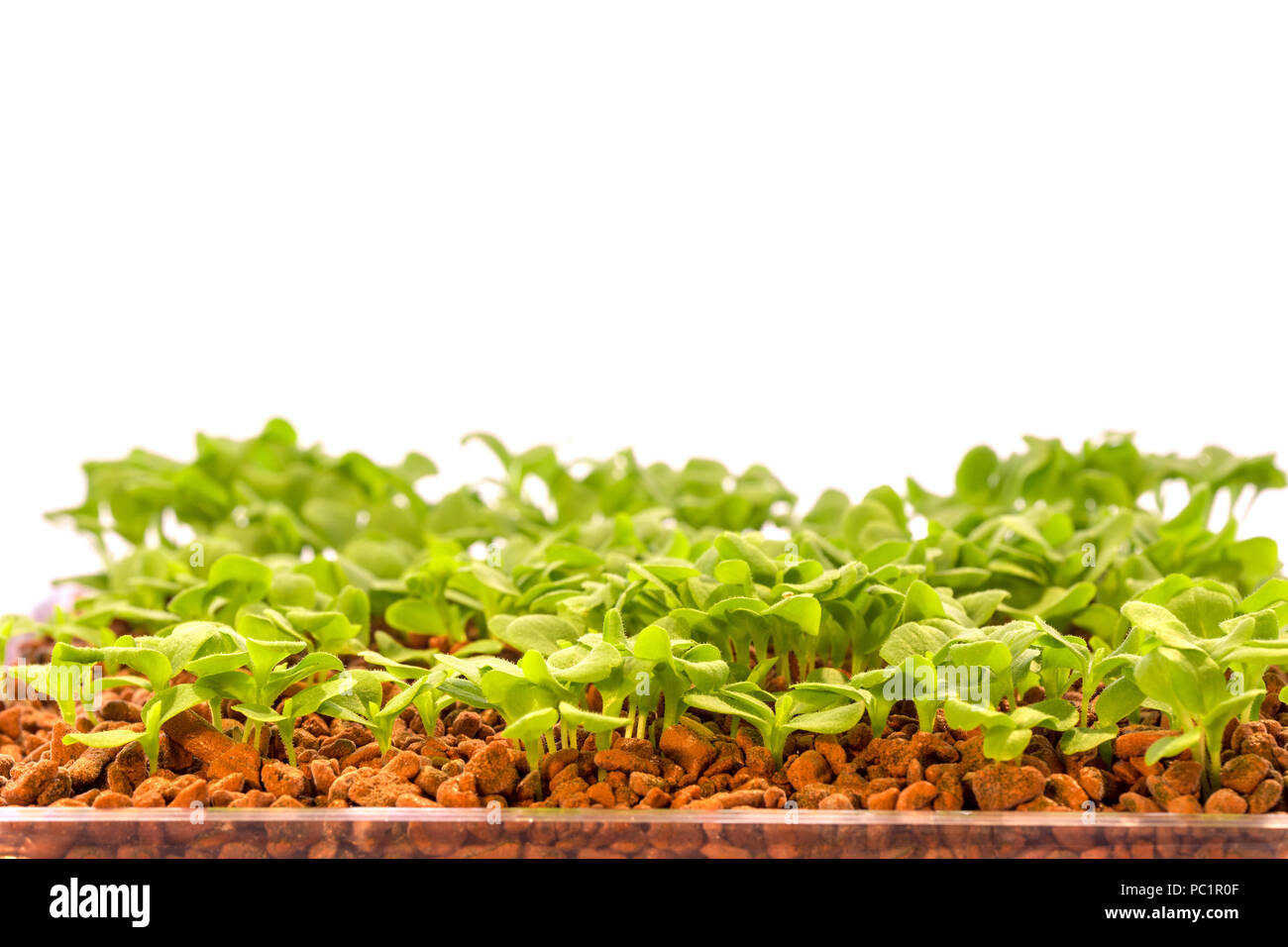 Young shoots of lettuce on white background Stock Photo - Alamy