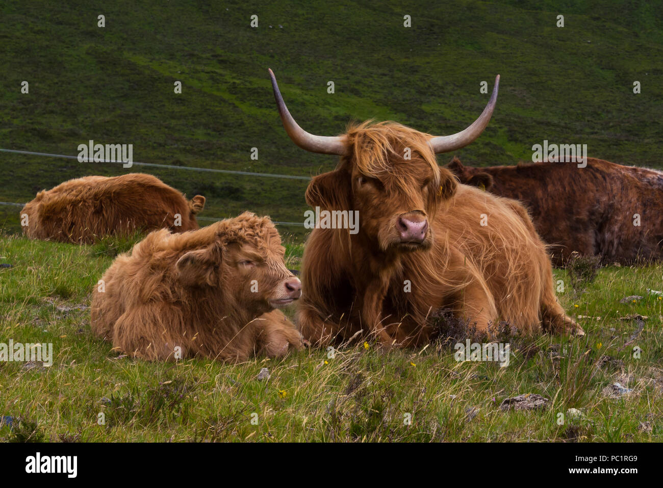 Highland cattle and Scottish Gaelic on a medow in Scottish Highlands ...