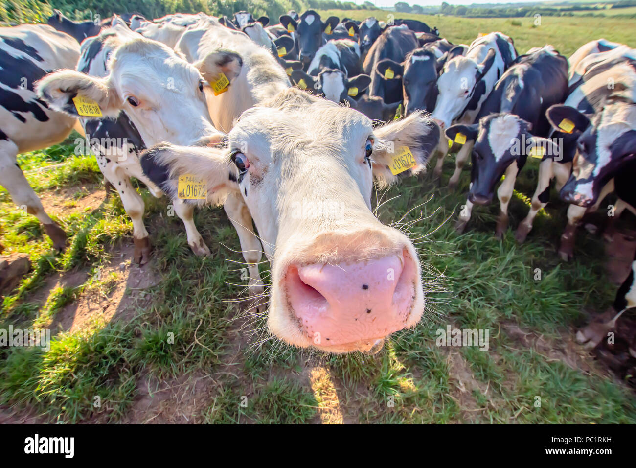 White cow close up portrait on pasture.Farm animal looking into camera ...