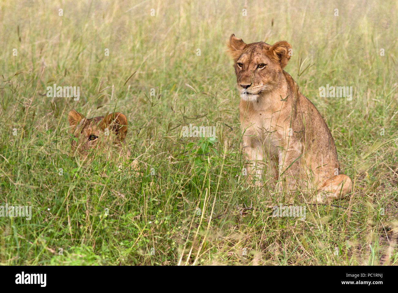 Fatheras hi-res stock photography and images - Alamy