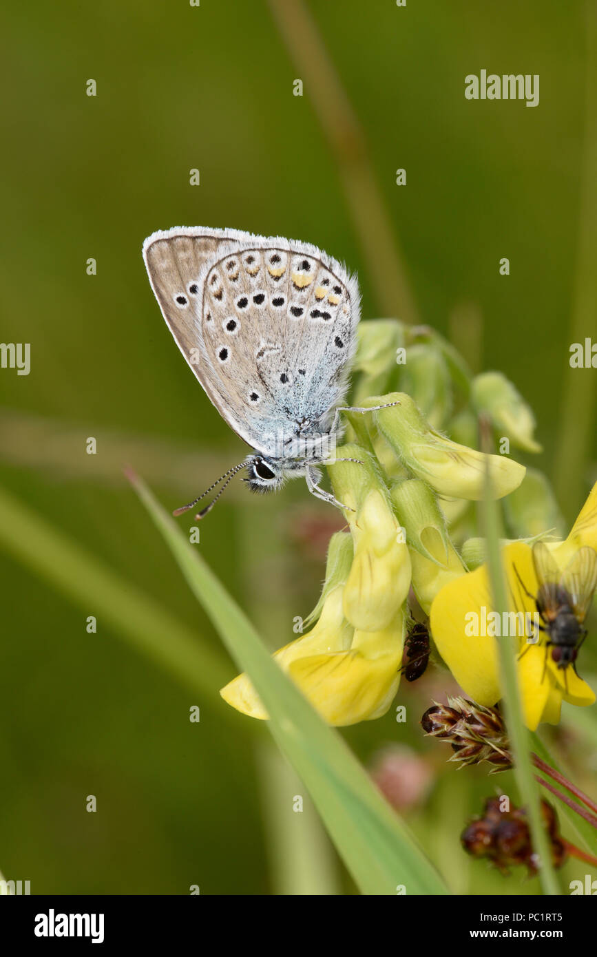 Amanda's Blue Butterfly (Polyommatus amandus) adult at rest on flower ...